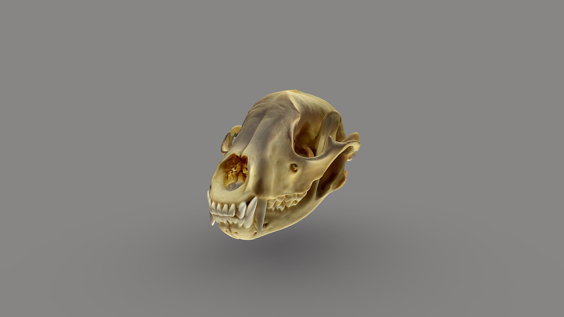 Raccoon Skull - Download Free 3D model by The Herring Run Archaeology ...