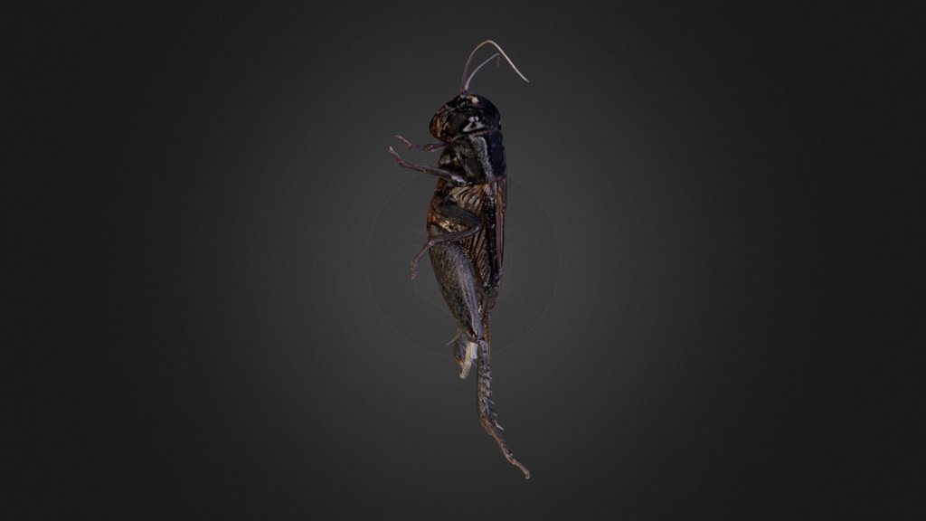 insects - A 3D model collection by linh.phanvu - Sketchfab