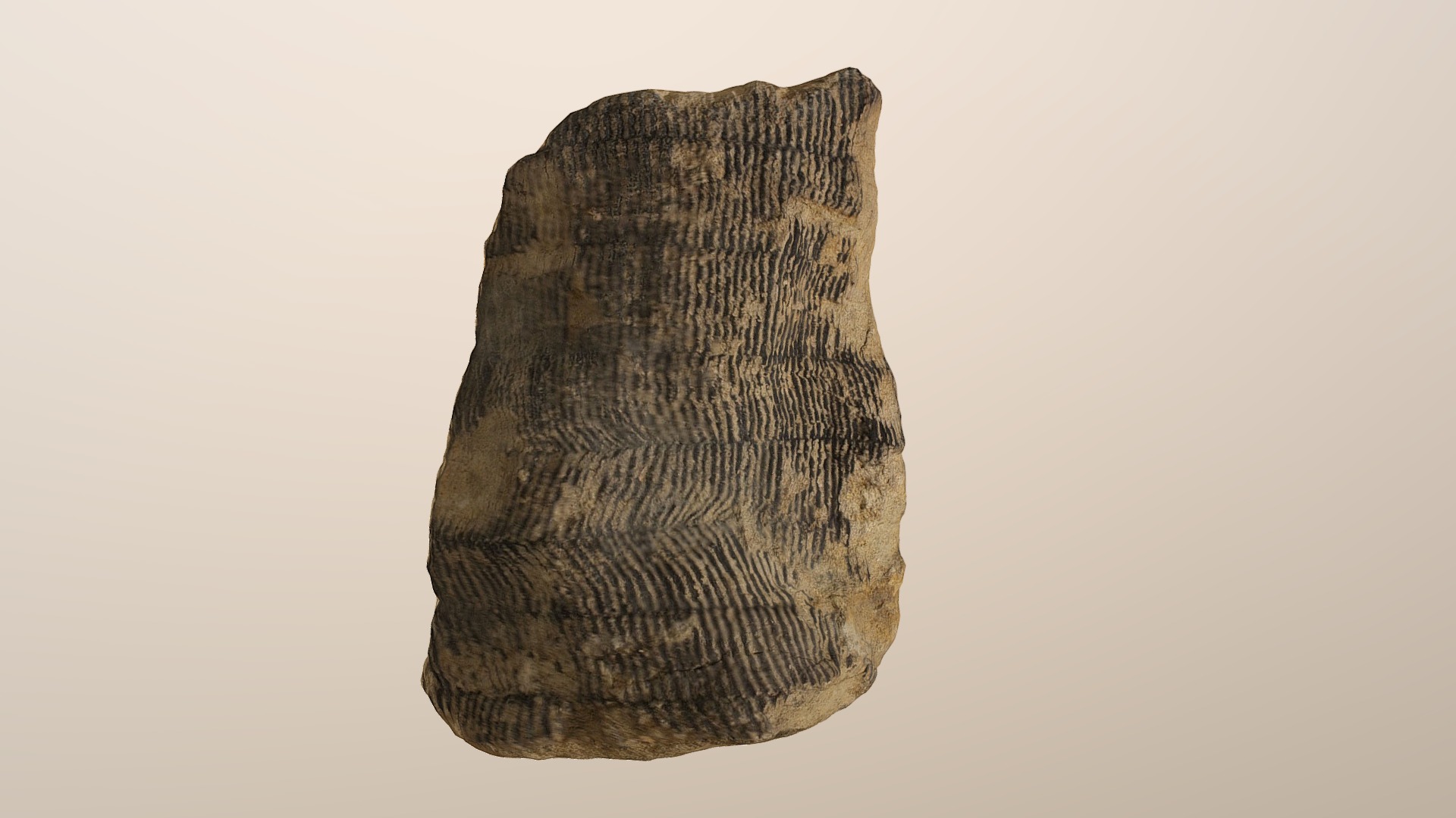 Calamites sp. - 3D model by García Ávila, M. (@garcia.avila) [0f62a82 ...