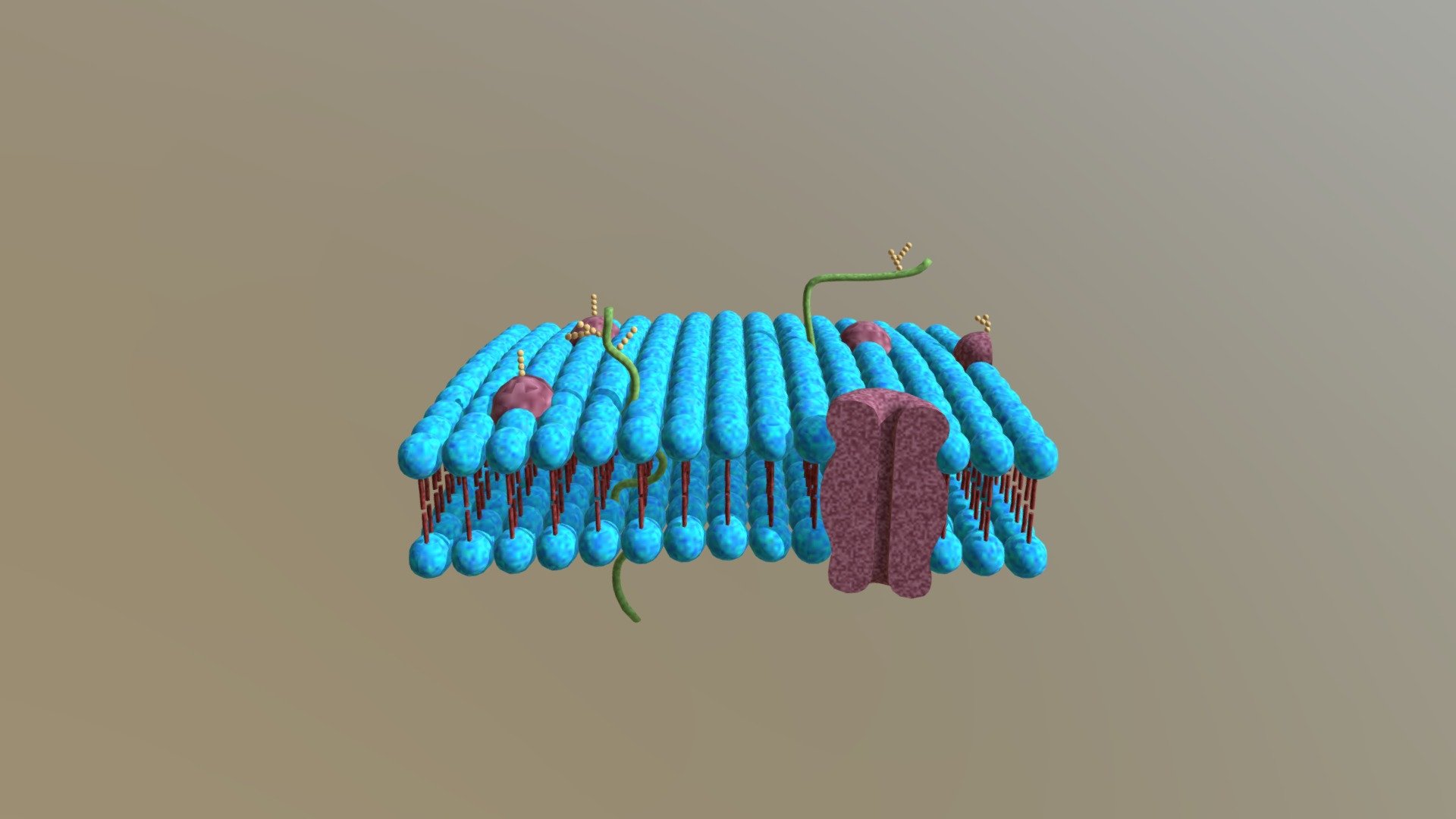 Cell Membrane - 3D model by Virtual Reality (@simulanis) [0f7383d ...