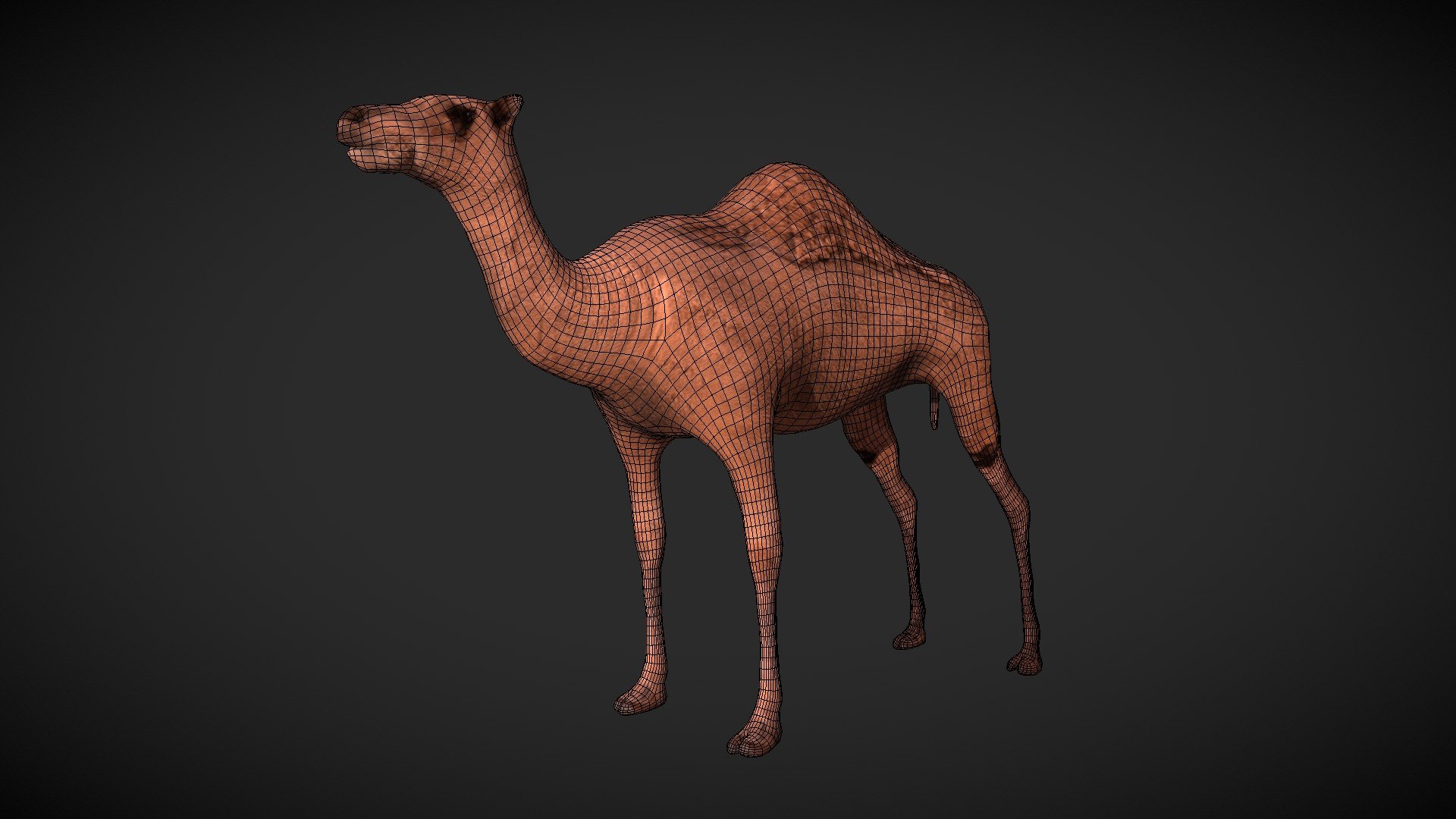 camel - 3D model by Imad Hamouda (@imsa) [0f7e242] - Sketchfab