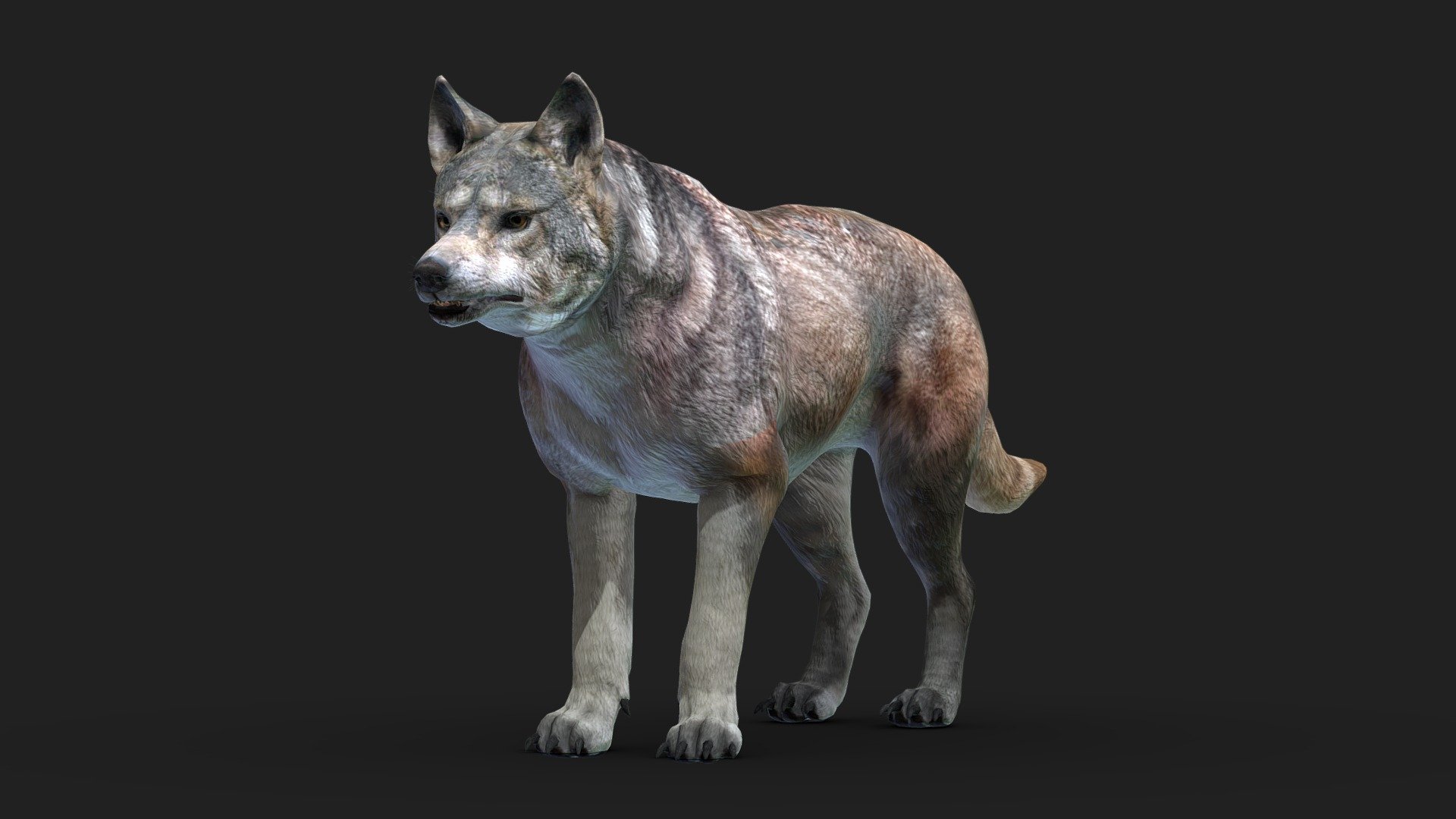 Gray Wolf - Rigged - Buy Royalty Free 3D model by Iofry [0f818c0 ...