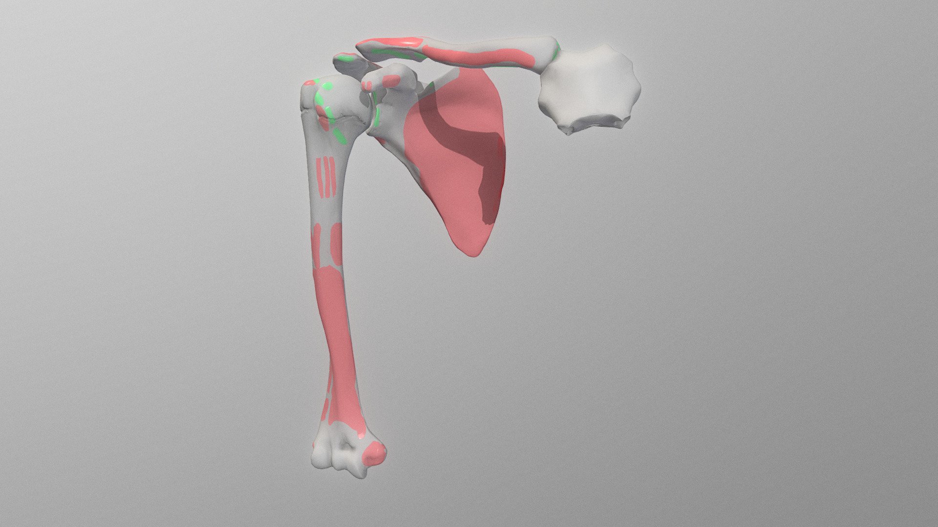 ceinture-scap - 3D model by Piriforme [0f8dfbf] - Sketchfab