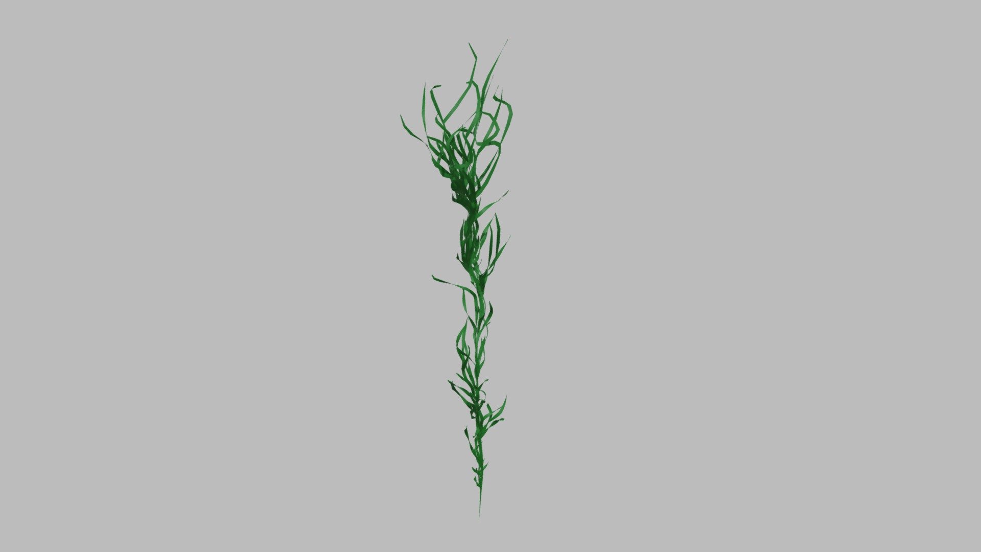 Kelp - 3D model by magdalena.z.lisowska [0f93c9d] - Sketchfab