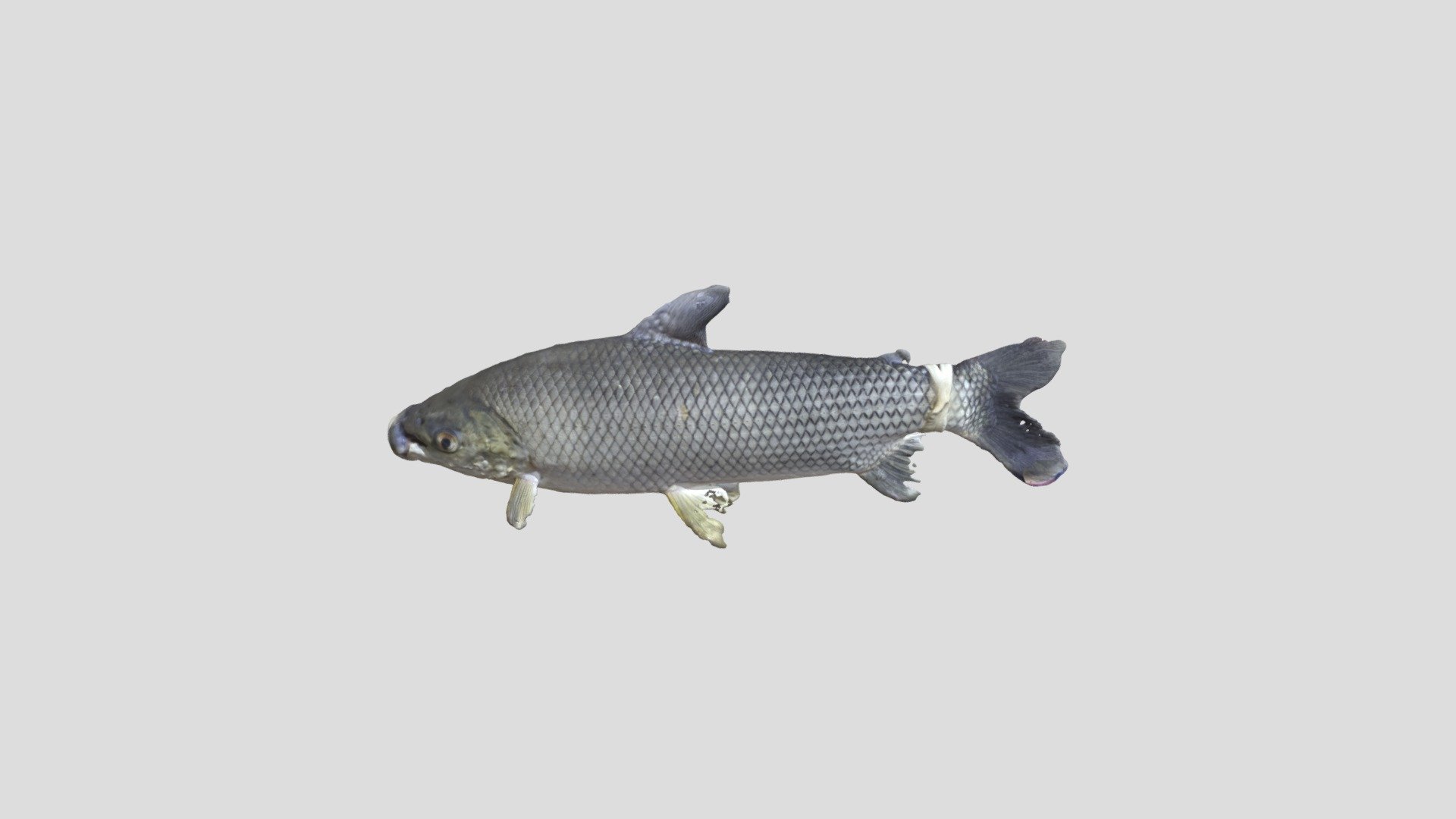 Model 5 - Prochilodus lineatus (curimba) - 3D model by Jorge Pereira ...