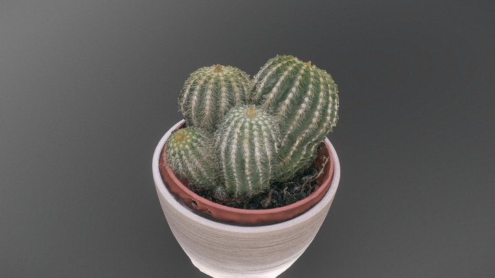 Cactus 3D models - Sketchfab