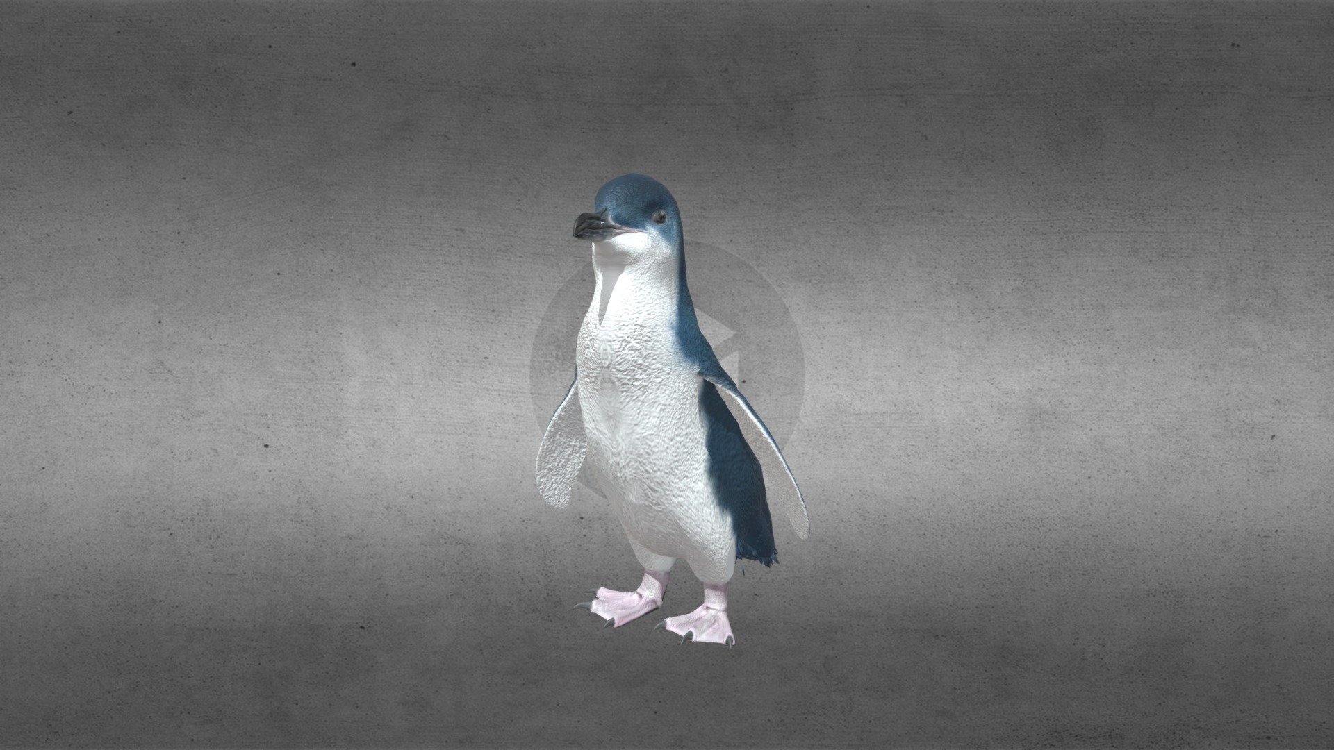Fairy penguin - 3D model by Major (@majorgalah) [0fa0b4c] - Sketchfab
