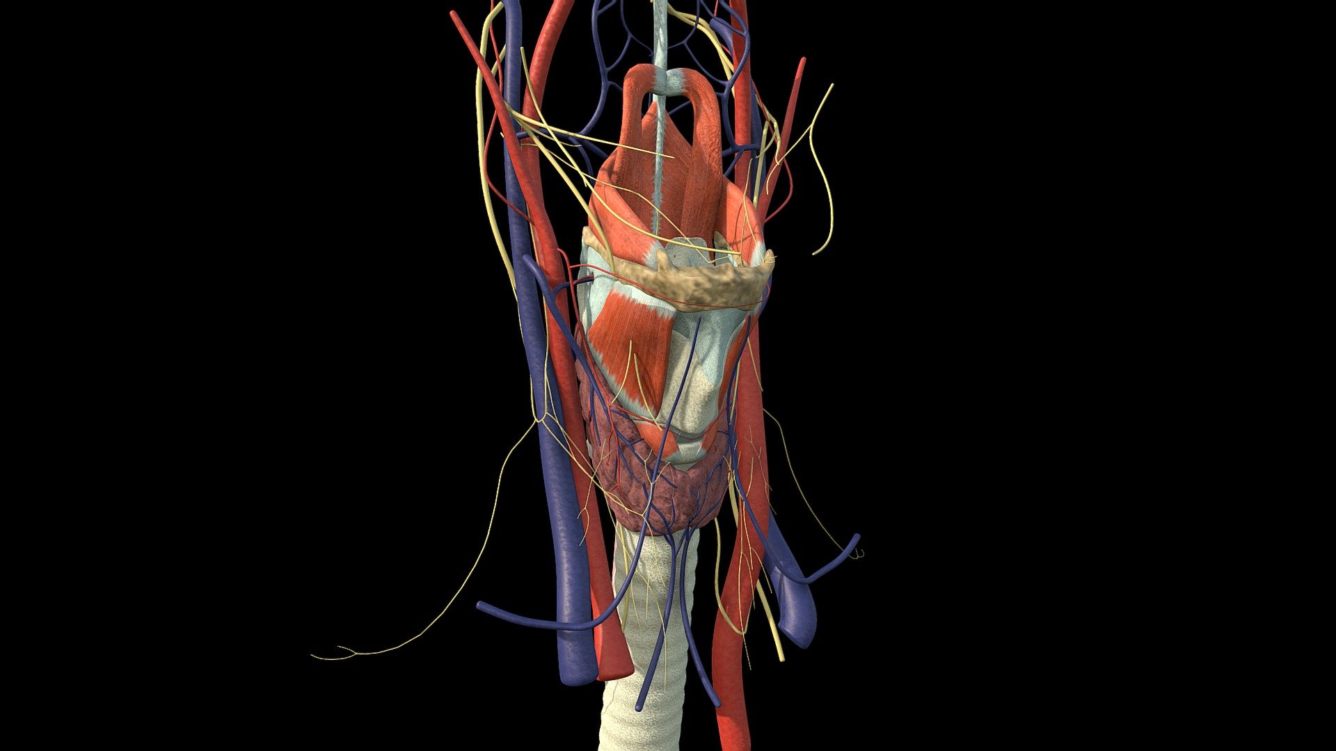 Pharynx Anatomy - 3D model by Friso Jansen (@frisojansen) [0fa4fb2] - Sketchfab