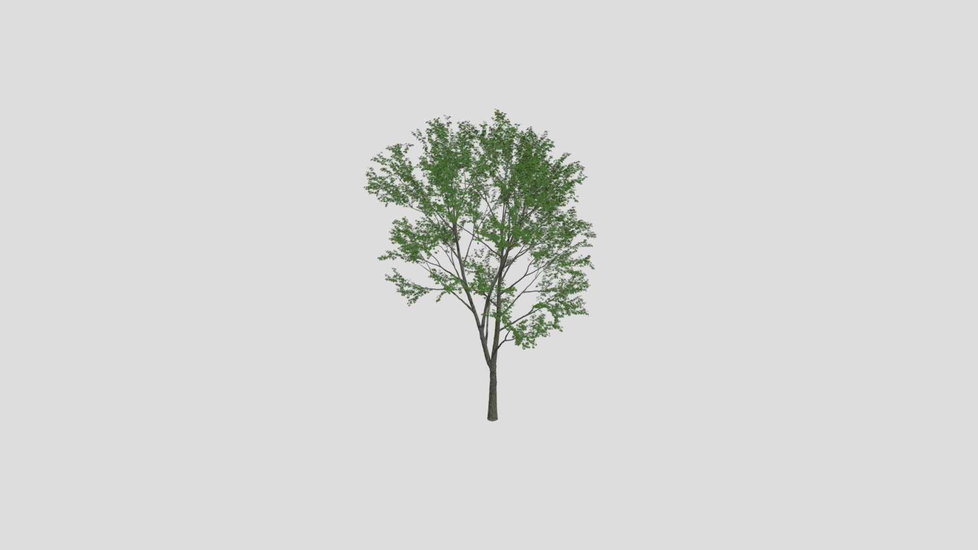 tree 20 AM207 Archmodel - Buy Royalty Free 3D model by Evermotion ...