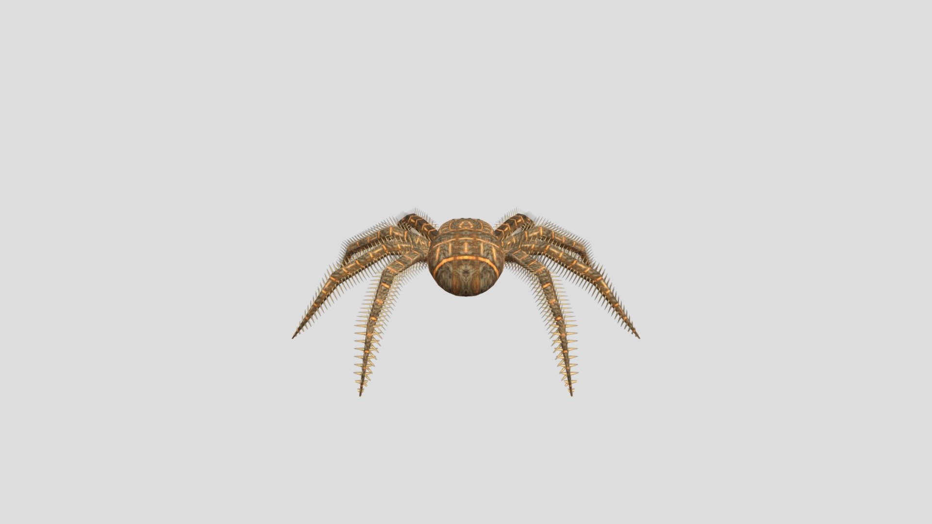 Spider - Download Free 3D model by THE_ANGEL [0fb85cc] - Sketchfab