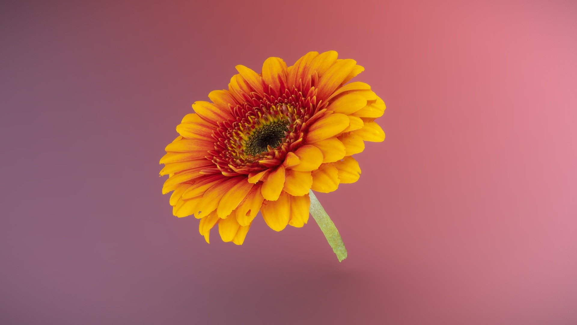 Gerbera - 3D model by Chris @ Zubr (@zubrvr) [0fb941e] - Sketchfab