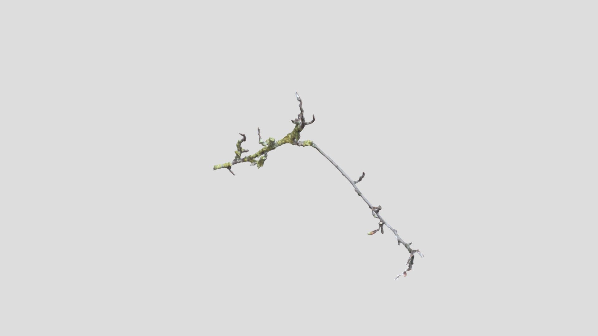 Branch - Download Free 3D model by zlopobedilo [0fbadd5] - Sketchfab