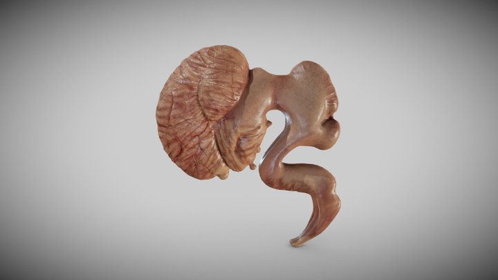 Pregnant 3D models - Sketchfab