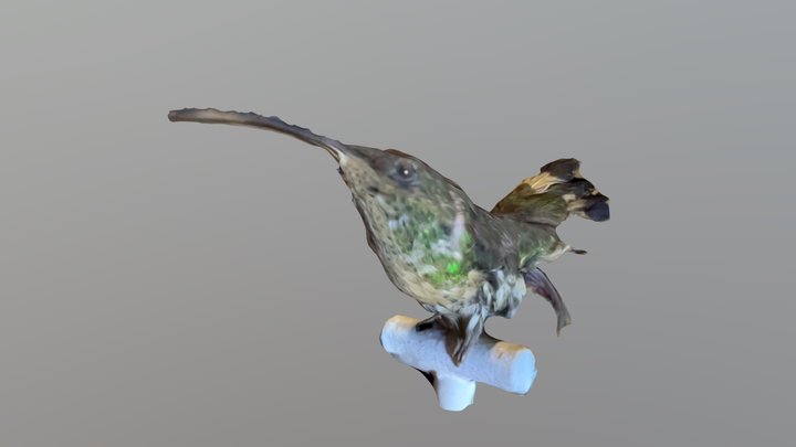 Colibri 3D models - Sketchfab