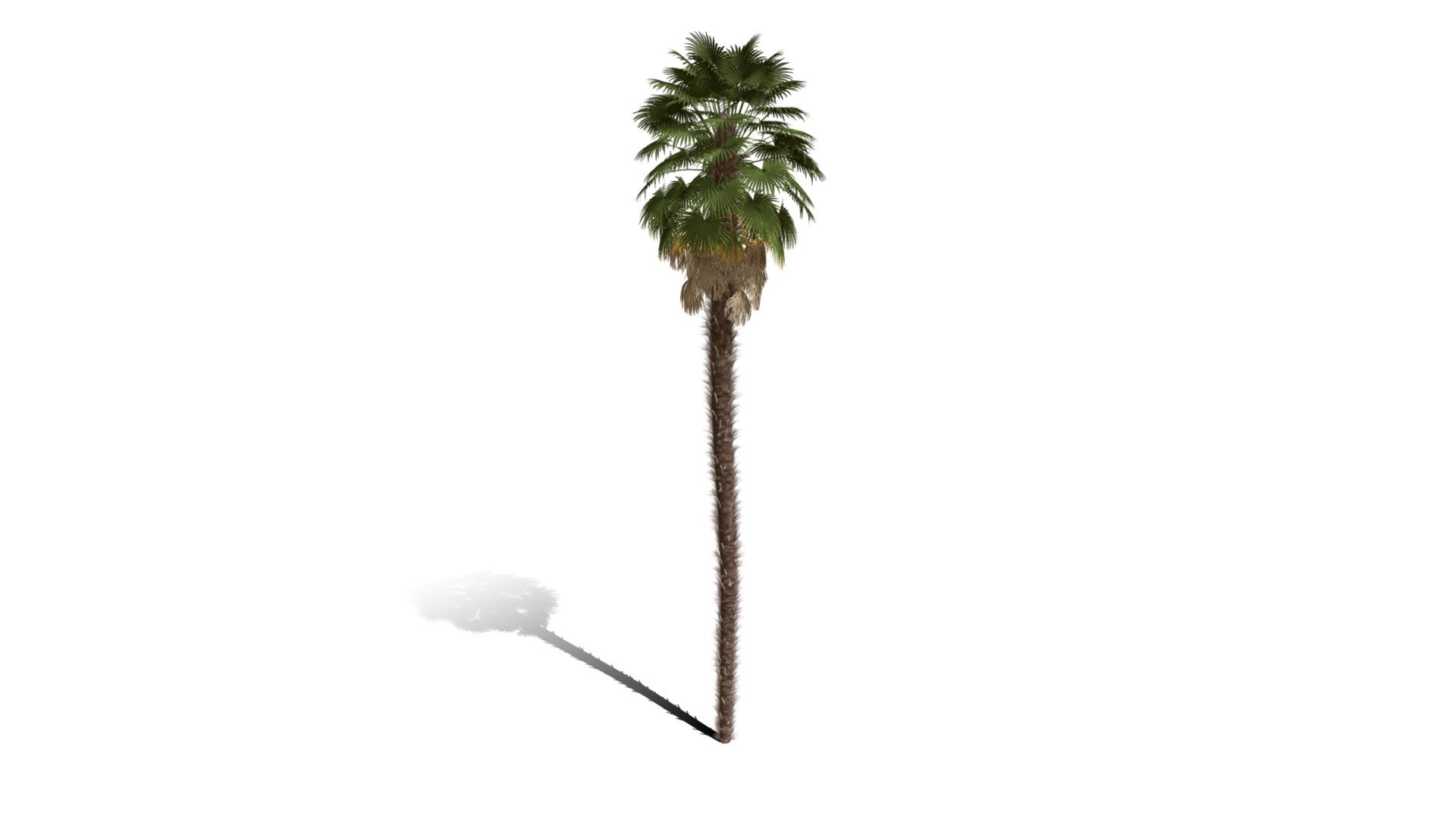 Realistic HD Windmill palm (25/25) - Download Free 3D model by ...