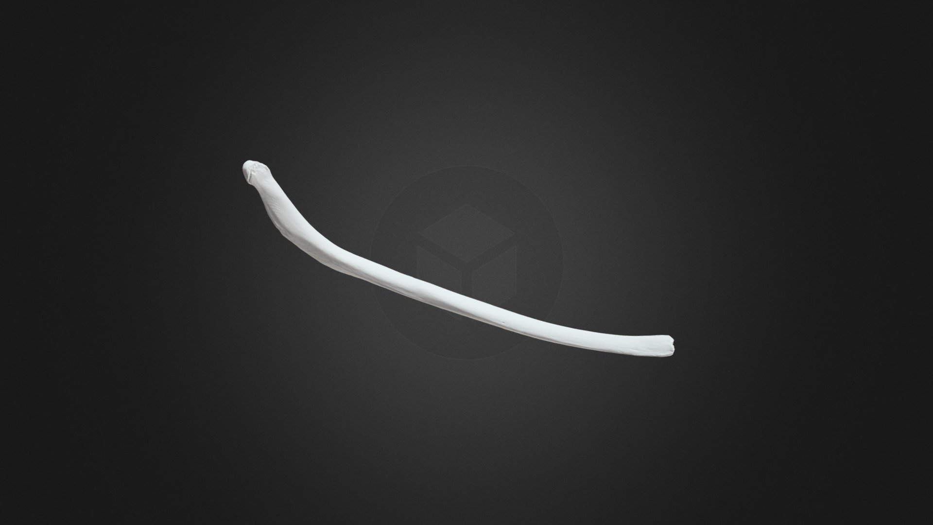 Loxodonta africana (elephant) Right Rib 19 (Dex) - Download Free 3D ...
