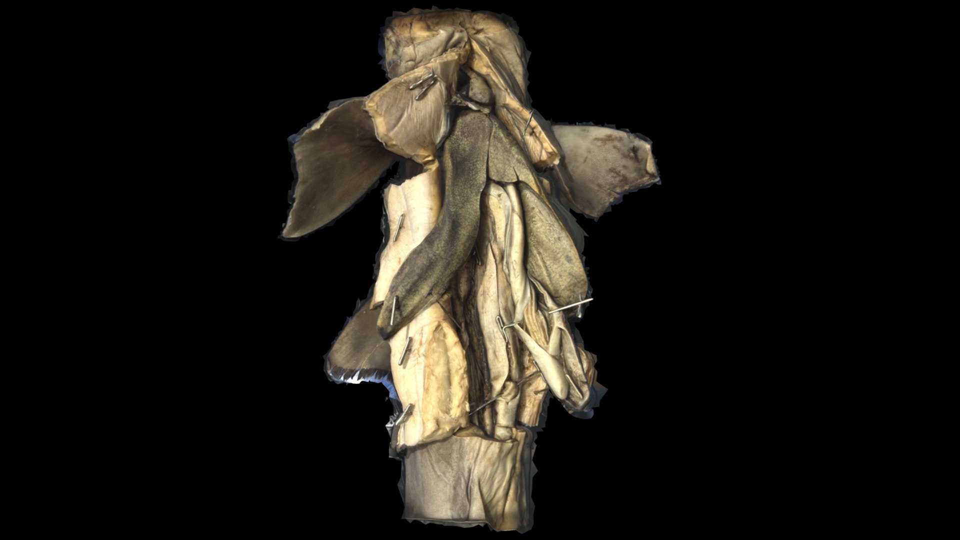 Shark (Squalus) internal organs dissection - Download Free 3D model by ...