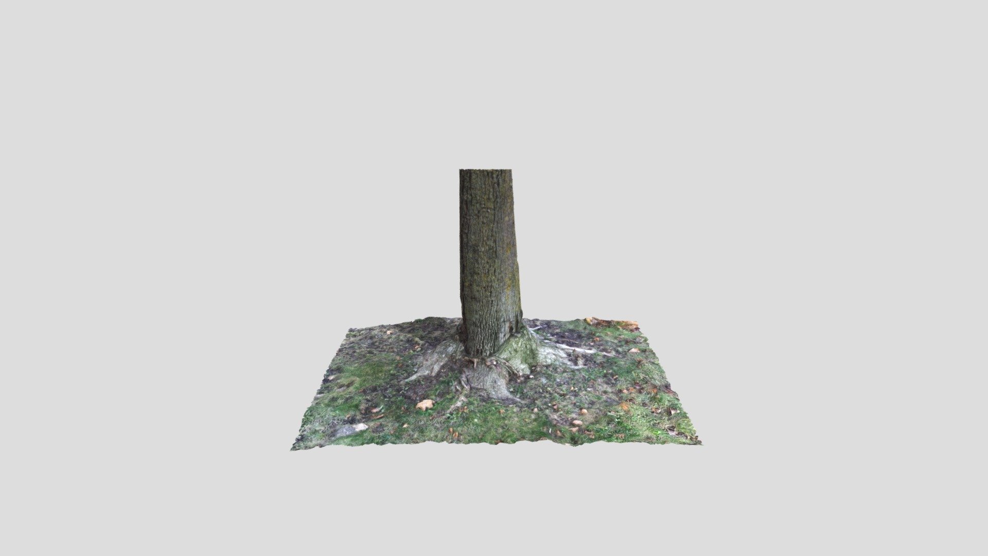 Tree Section - 3D model by YAK (@YAK74) [0fe86a8] - Sketchfab