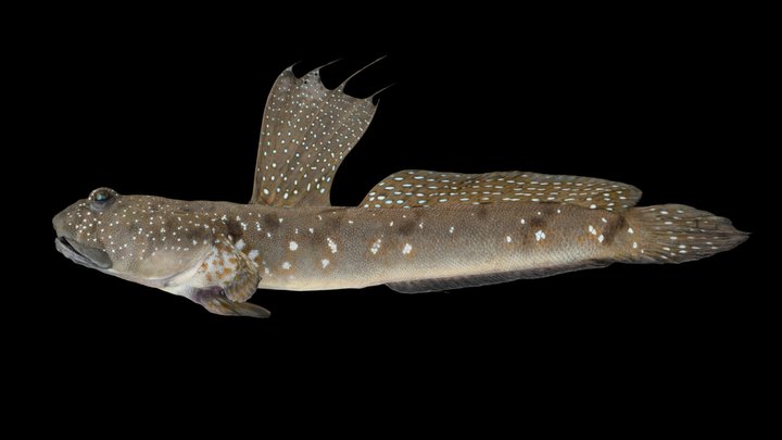 Mudskipper 3D models - Sketchfab