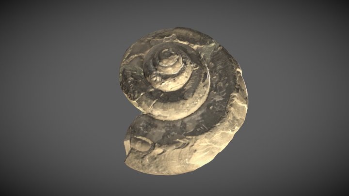 Fossiles 3D models - Sketchfab