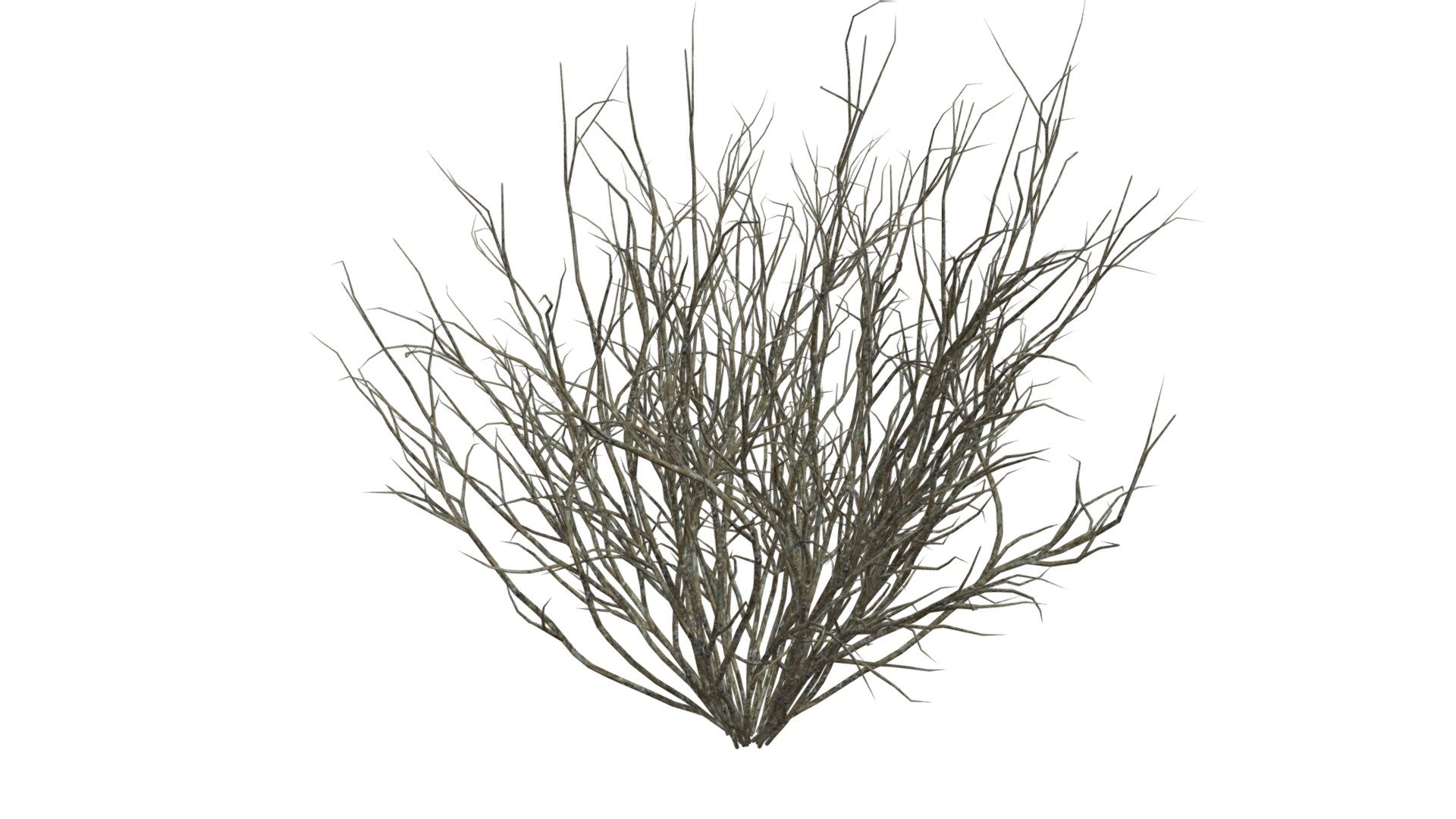 Broom Snakeweed #01 - Buy Royalty Free 3D model by meshshape [0feb5b4 ...