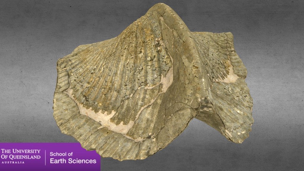 Pyritized Brachiopod Fossil - 3D model by nate_siddle (@nate_sid ...