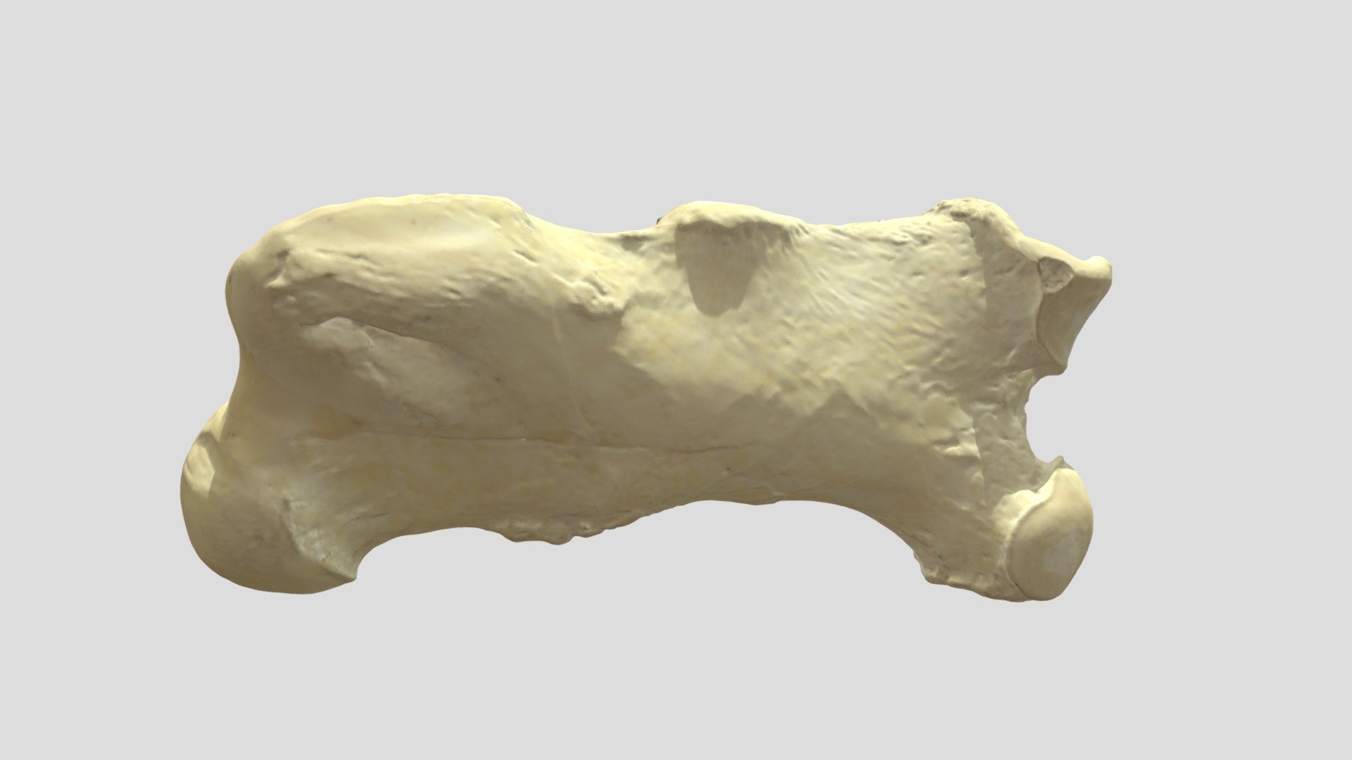 Megalonyx Right Femur (VCU_3D_4863) - 3D model by Virtual Curation Lab ...