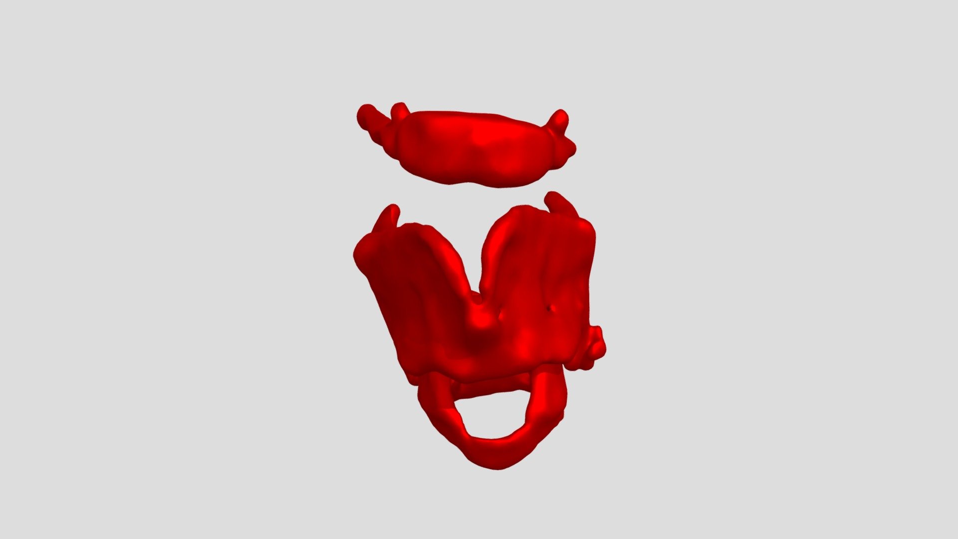 trachea - 3D model by cogration [0ff0e62] - Sketchfab