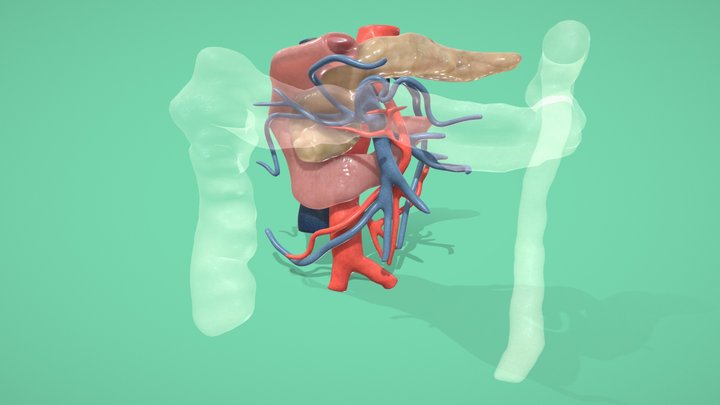Mesocolon 3D models - Sketchfab