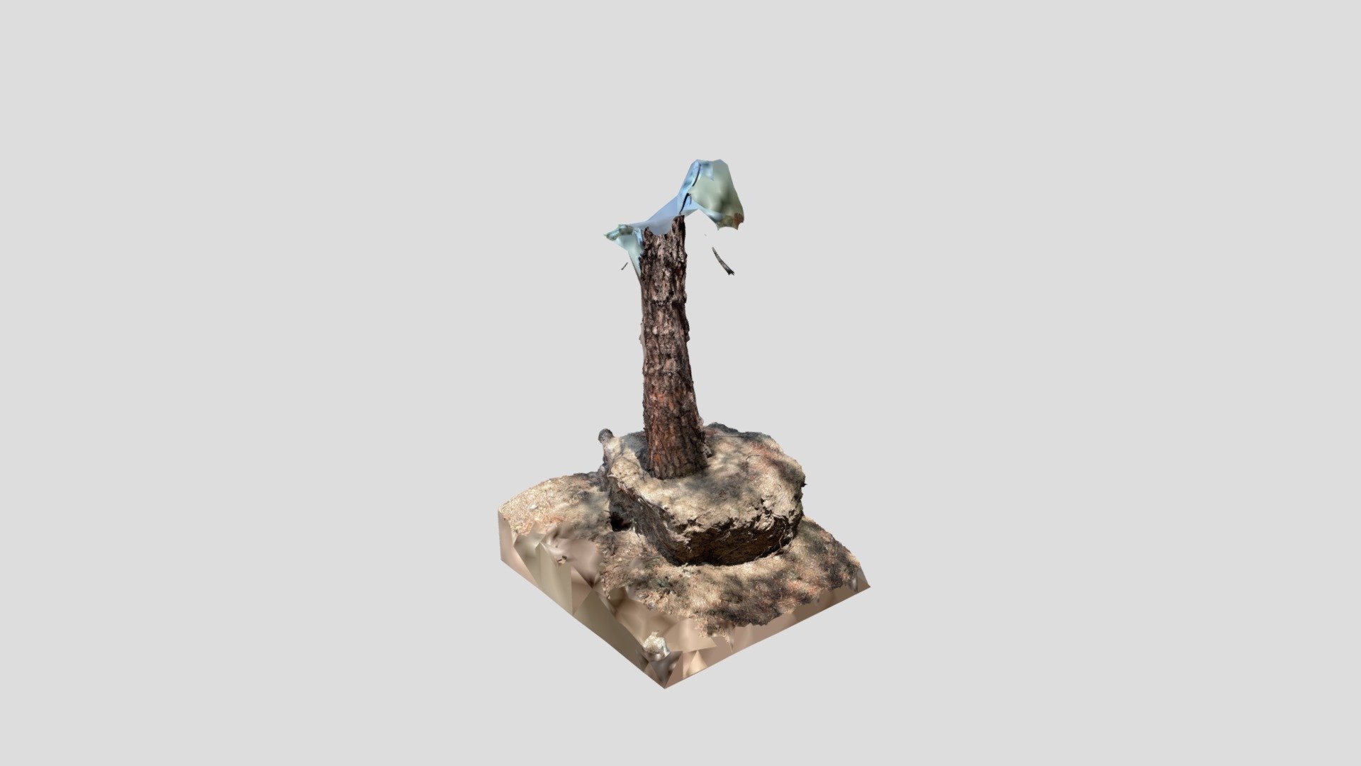 Box Pine Tree - Download Free 3D model by garagestudios [0ff1465 ...