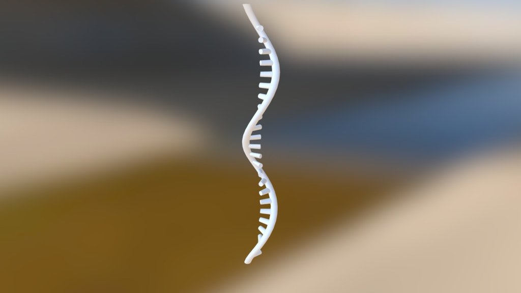 RNA - 3D model by BrunoIF [0ff5a4a] - Sketchfab