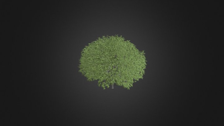 Sumac 3D models - Sketchfab
