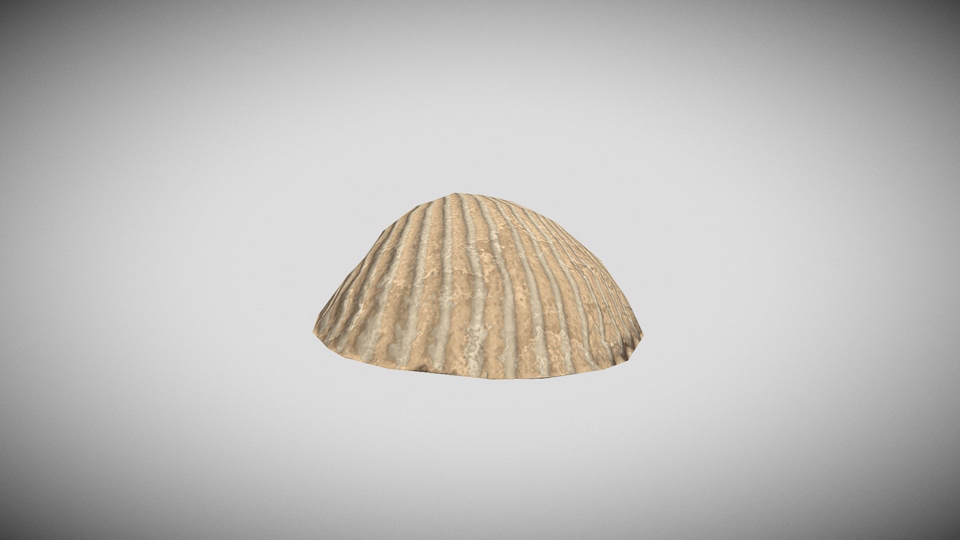 Seashell - 3D model by Shamamboss [10033ed] - Sketchfab