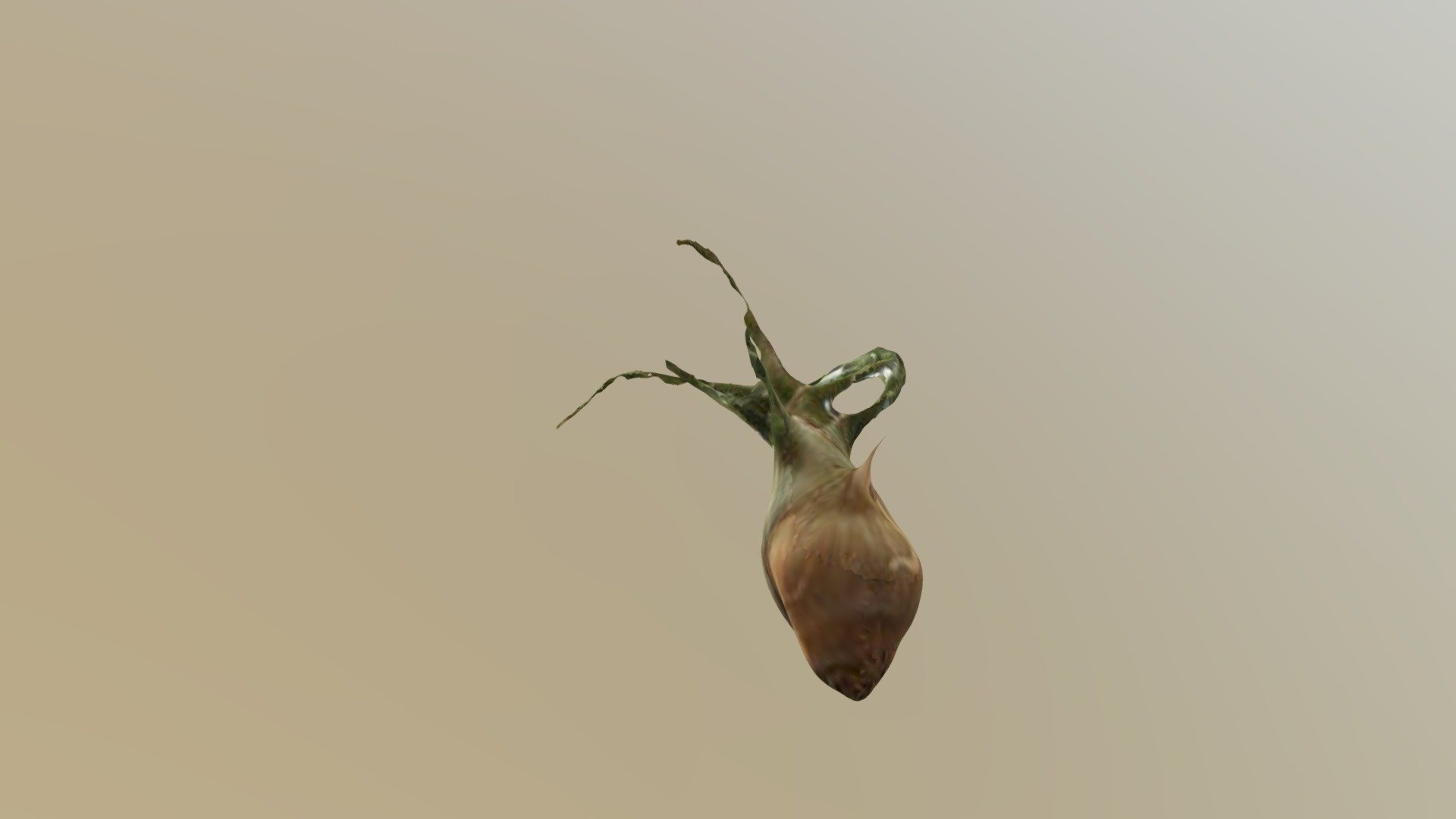 Air plant - 3D model by sketchable [1004c54] - Sketchfab