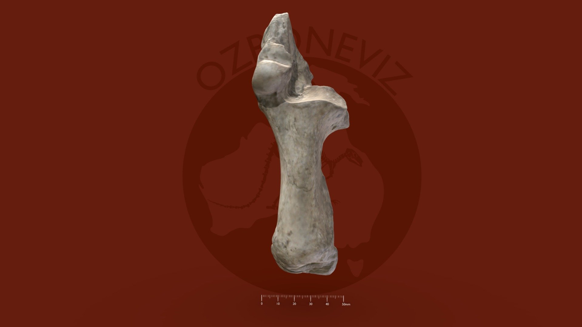 Domestic cow calcaneus - 3D model by Ozboneviz [10066ec] - Sketchfab