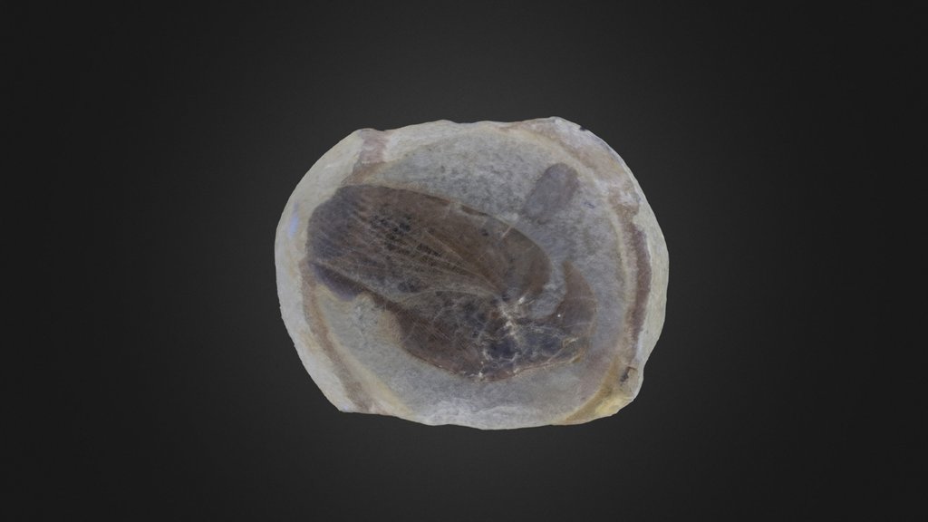 Insects - A 3D model collection by Digital Atlas of Ancient Life ...