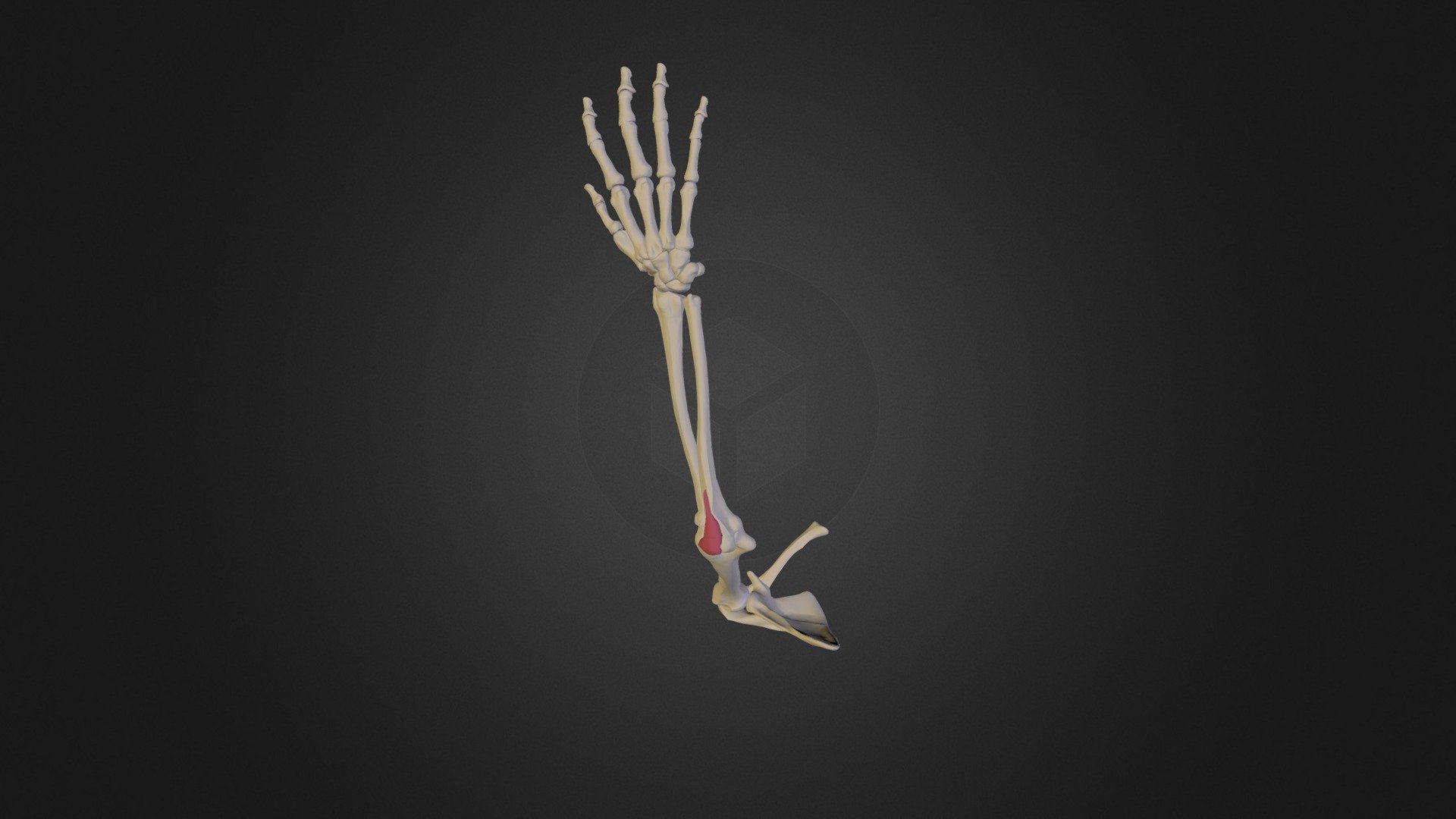 Anconeus Human Anatomy - 3D model by Medical University of Lublin ...