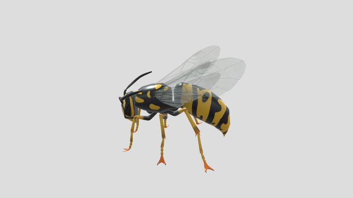 Yellowjacket 3D models - Sketchfab