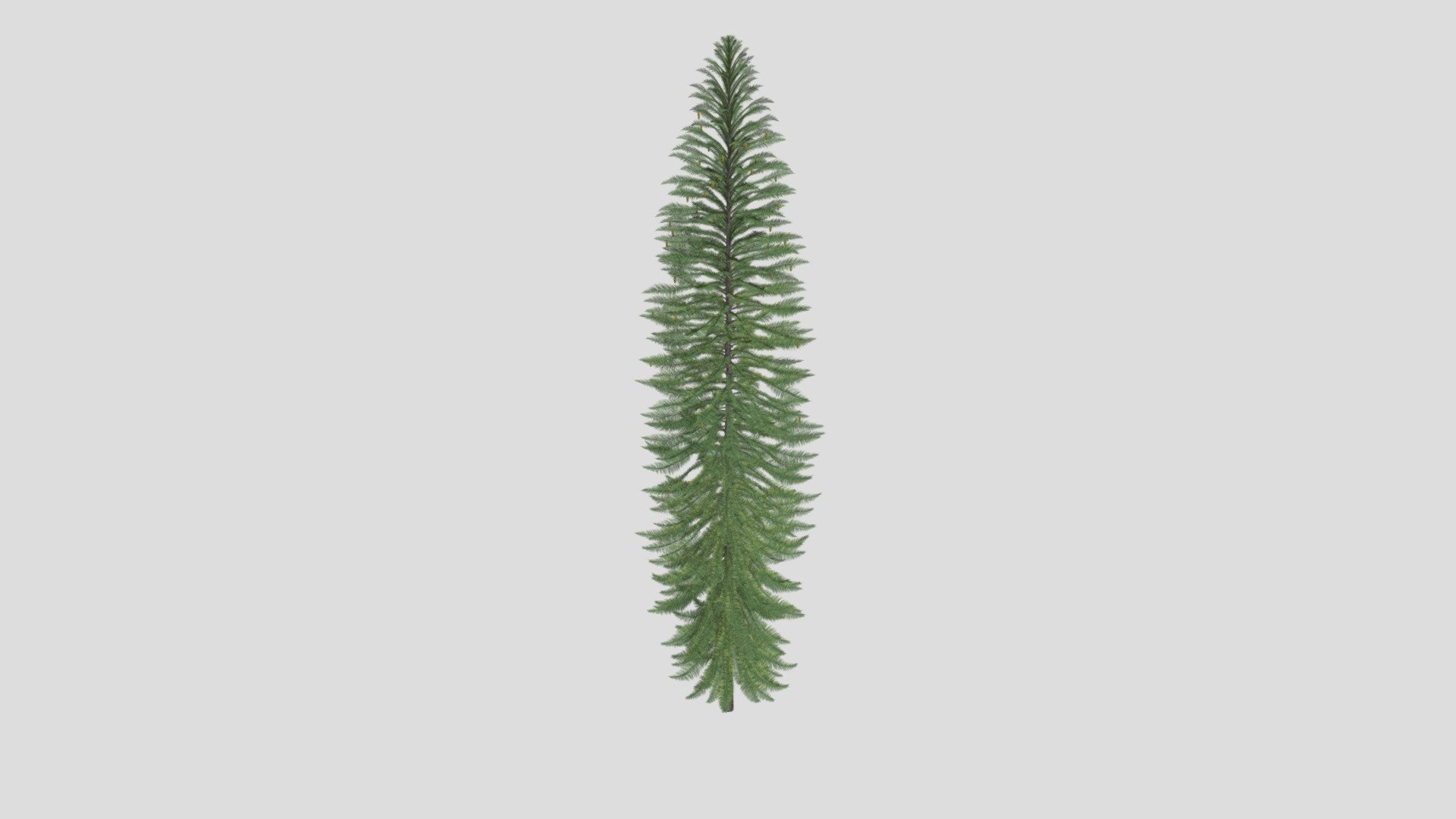 Wollemia nobilis 33 AM238 Archmodel - Buy Royalty Free 3D model by ...