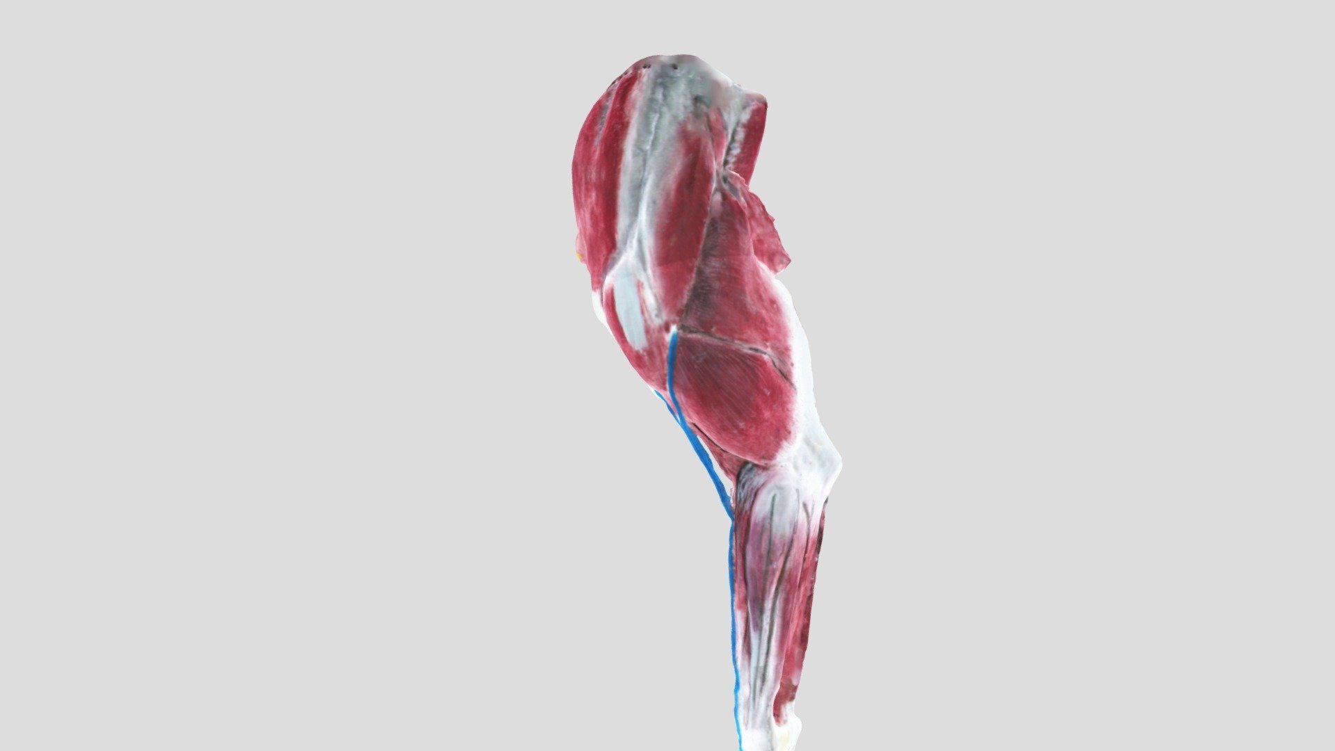Dog forelimb muscles - 3D model by University of Sarajevo - Veterinary ...