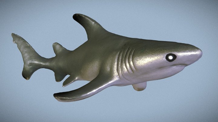 Sharks 3D models - Sketchfab