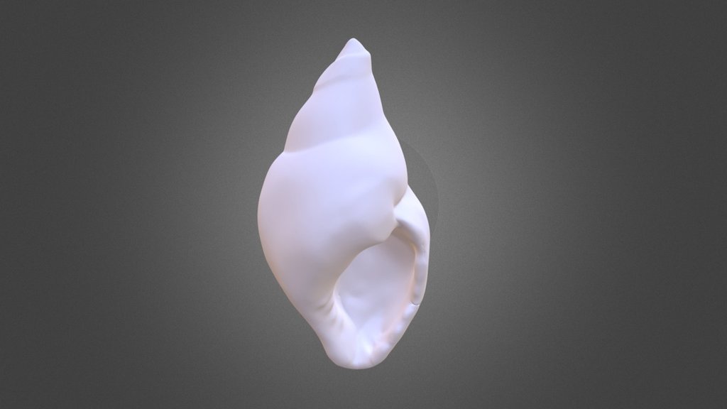 Mitra Zonata Marryat - Download Free 3D model by multimediapackreplicator [10293f8] - Sketchfab