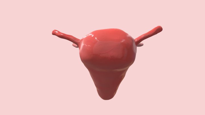 Uterus 3D models - Sketchfab
