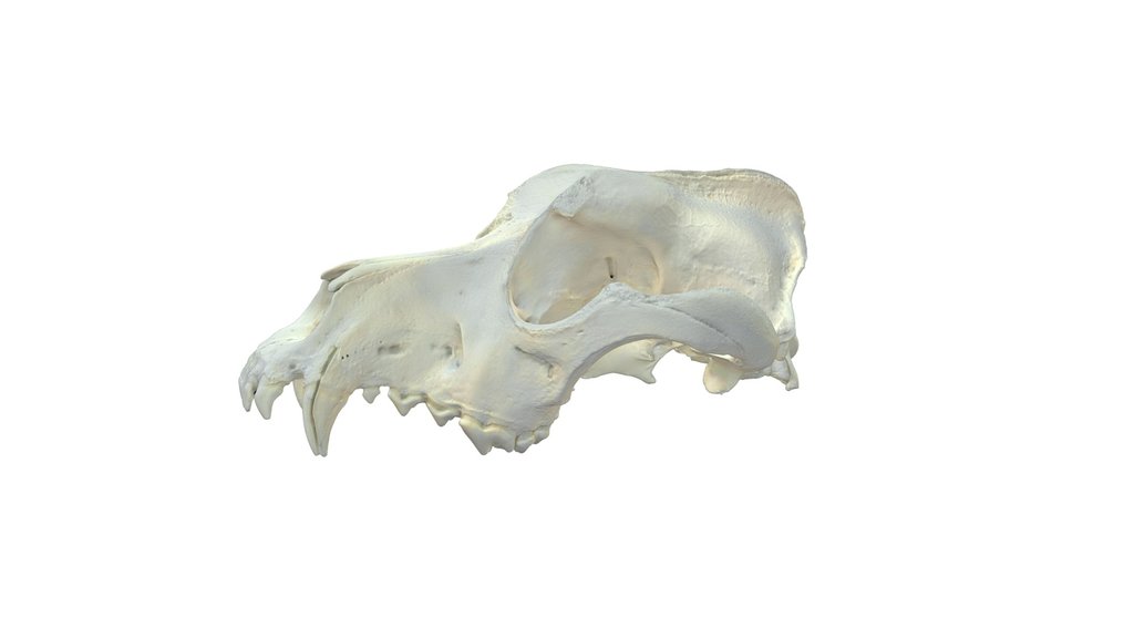 Vet anatomy - A 3D model collection by Esenoner - Sketchfab