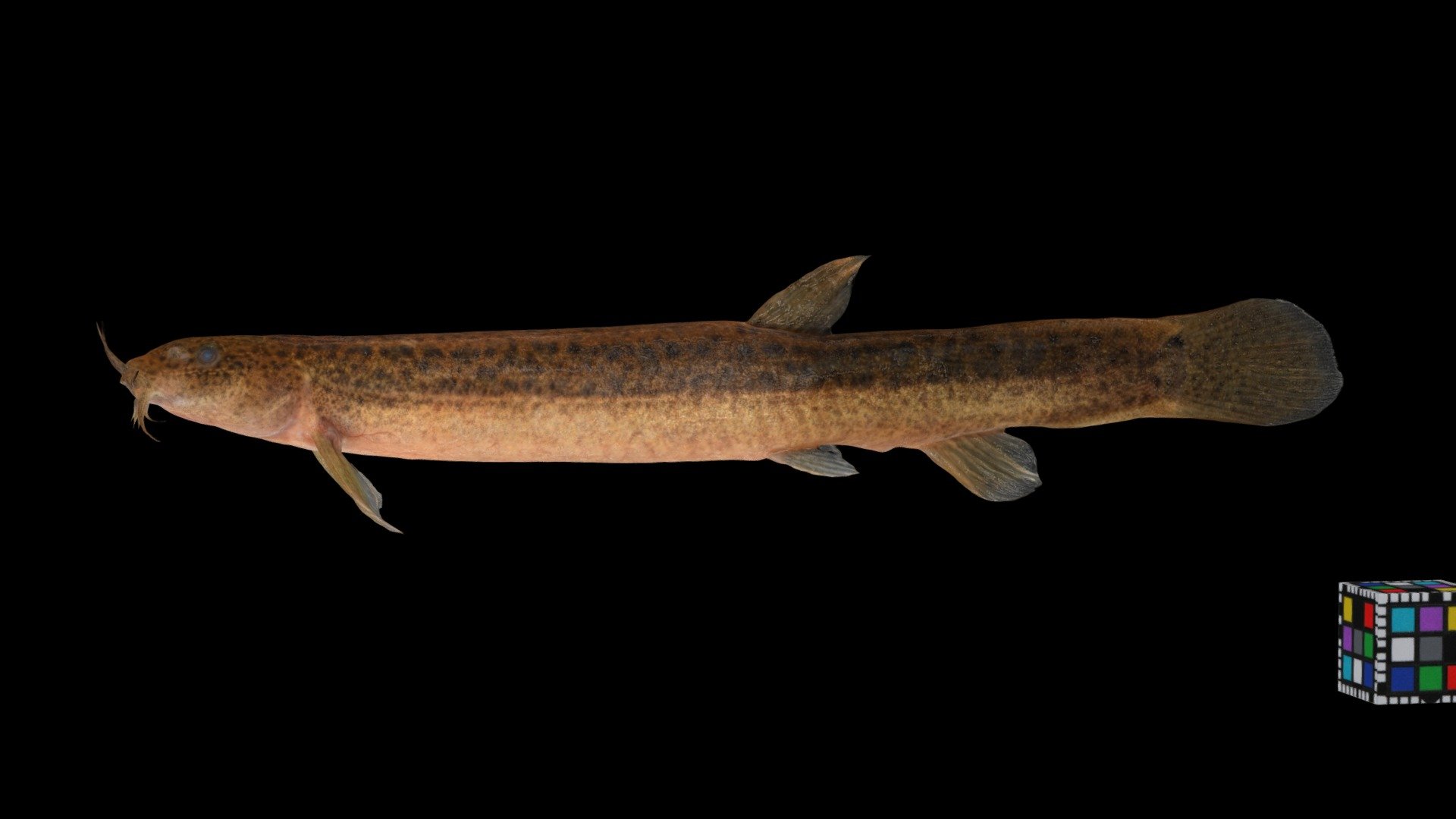 ドジョウ（中国系） ♂ Weather loach, M. anguillicaudatus - Download Free 3D model ...