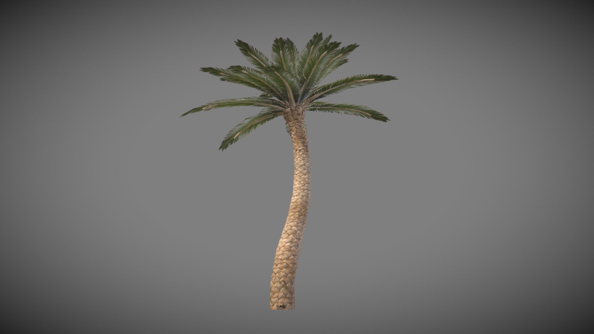 low poly Palm tree - Download Free 3D model by lucq22 [10365d7] - Sketchfab