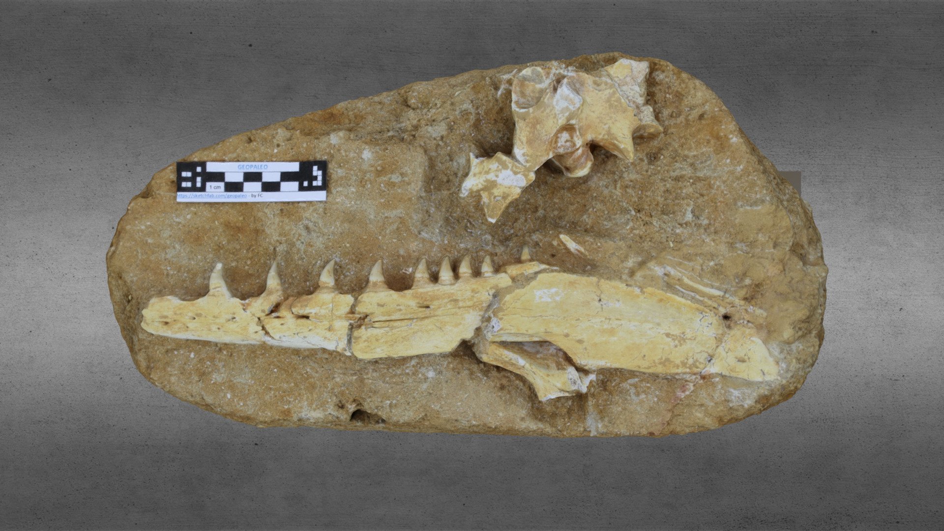 Halisaurus arambourgi (?) -CRETACE/k6 -FC_009_v3 - 3D model by GEOPALEO ...