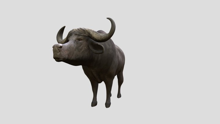 Buffalo 3D models - Sketchfab
