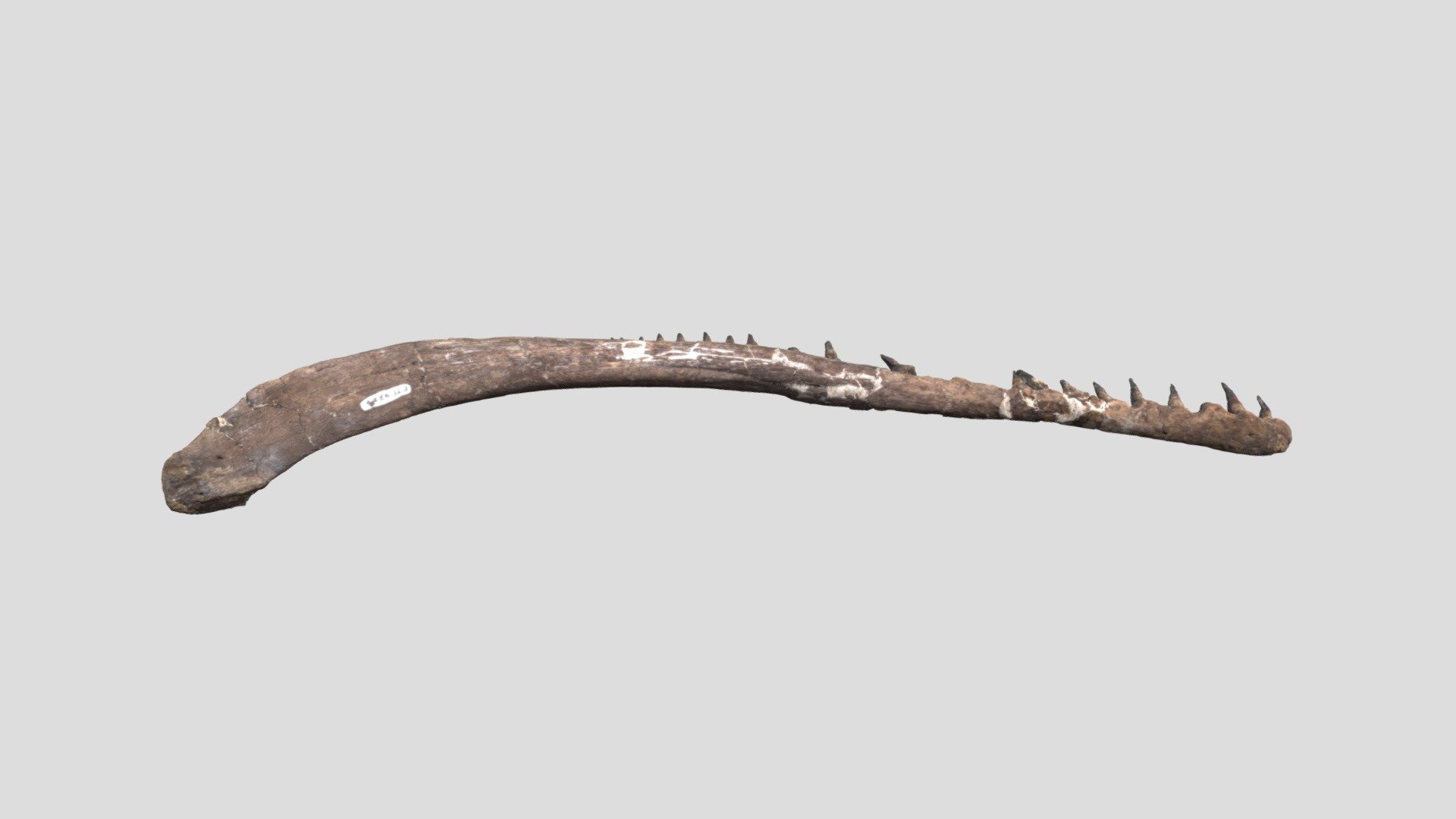 Champosaurus Right Jaw Fossil - 3D model by Jangojips [10444ce] - Sketchfab