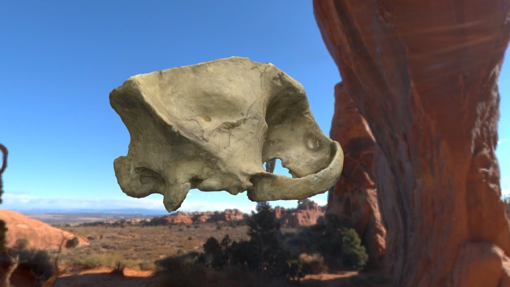 Cranio - 3D model by waltermatrix [1046d3a] - Sketchfab